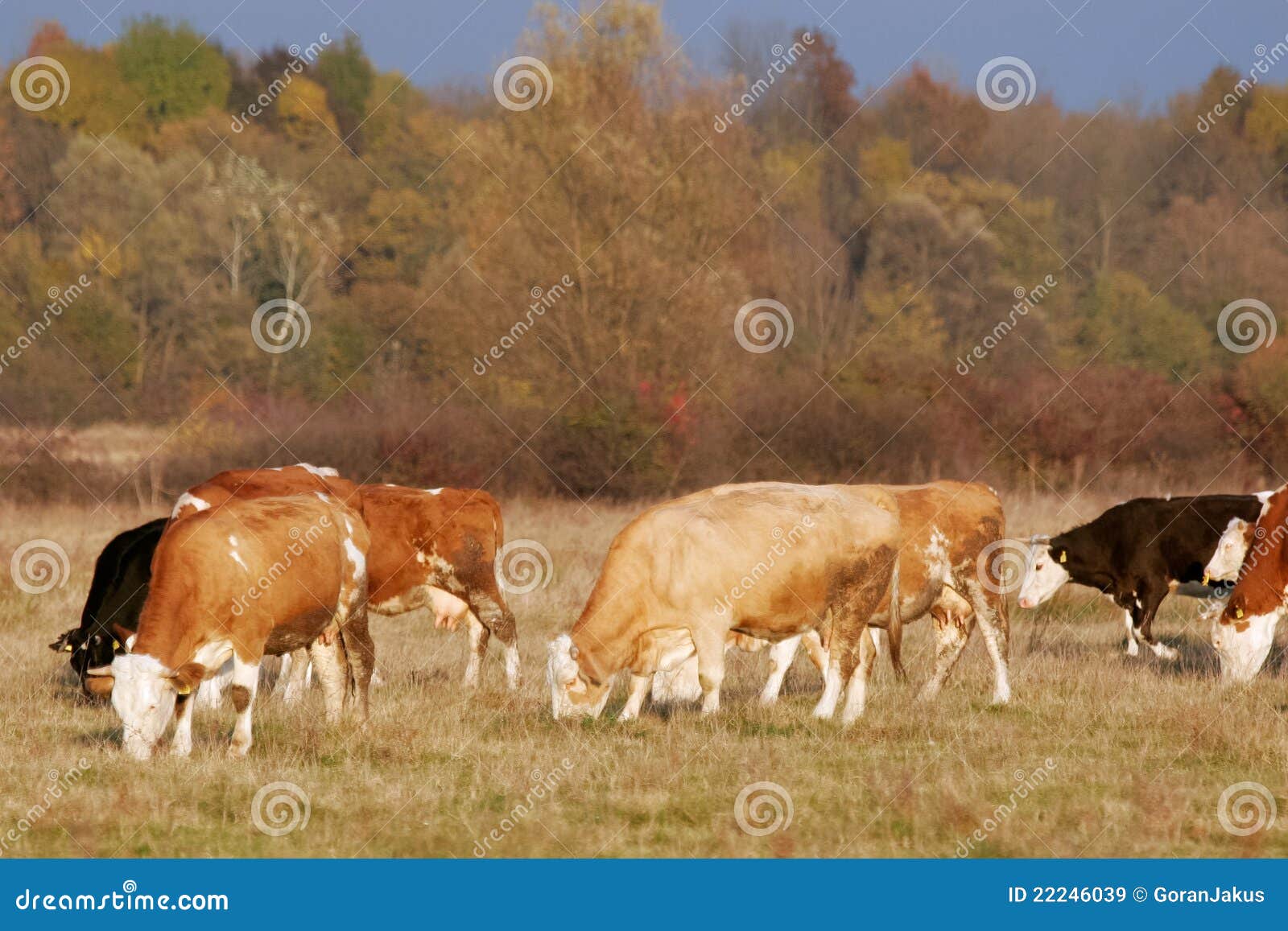 Cow heard at sunset light stock image. Image of country - 22246039
