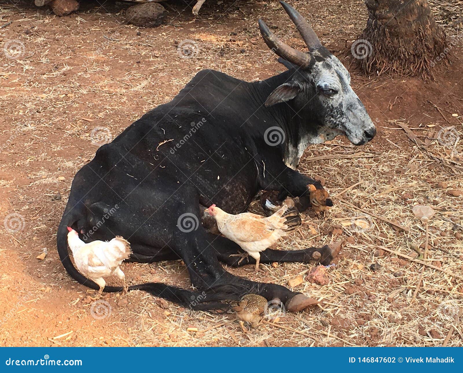 Cow and hen stock photo. Image of cleaning, resting - 146847602