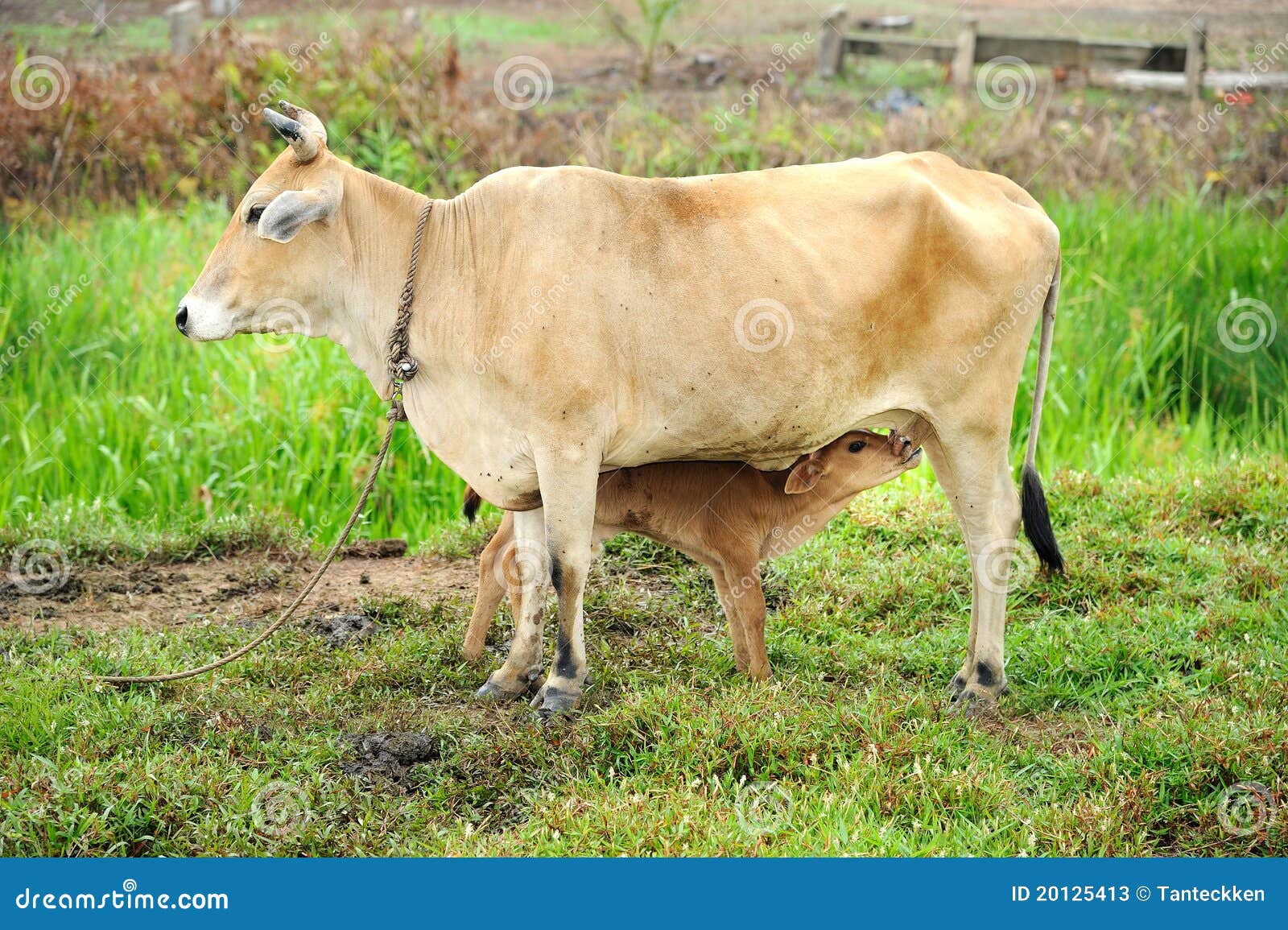 Cow and her calf stock image. Image of farm, horn, dairy - 20125413