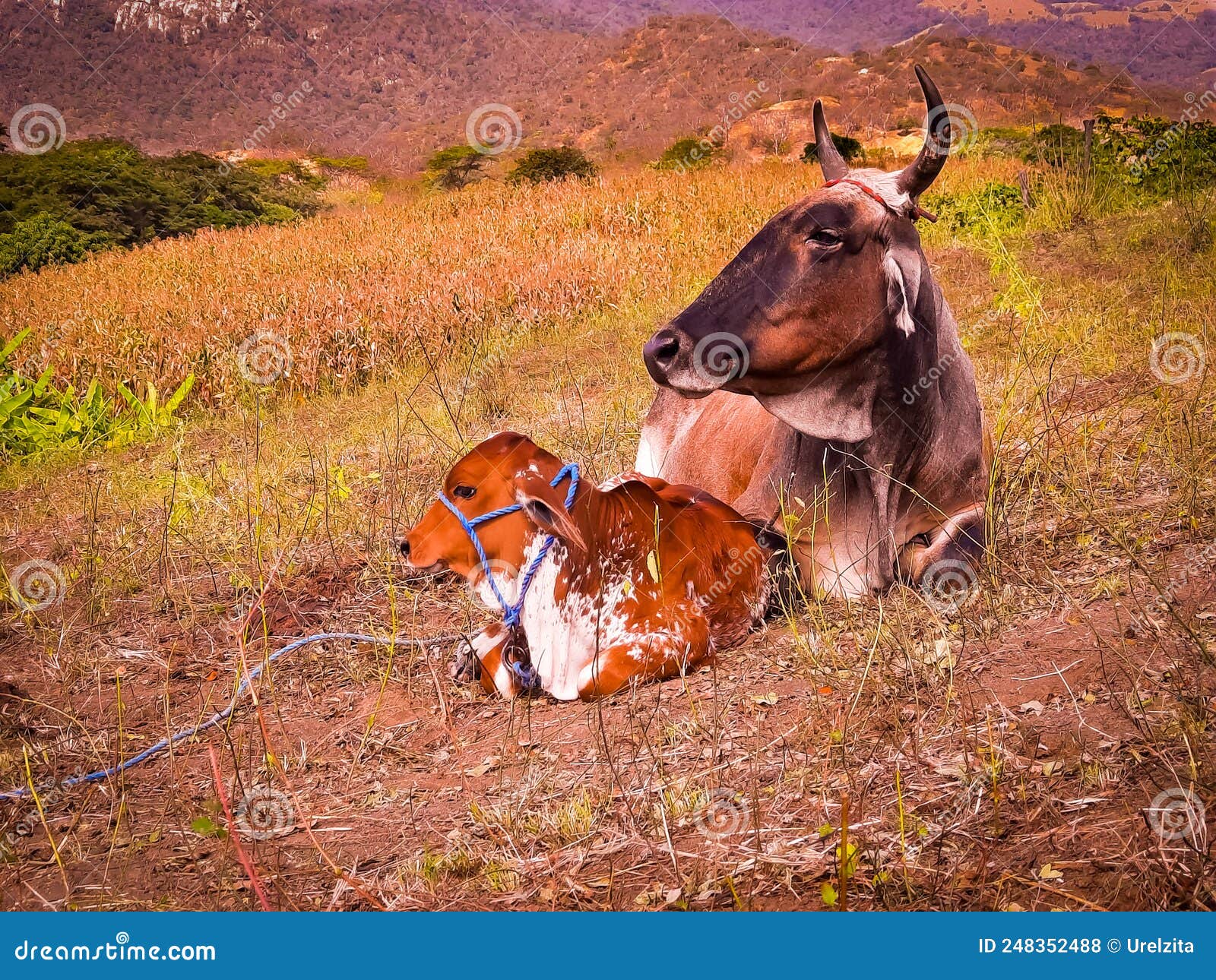 Cow with Her Calf Resting in the Meadow. Beef Cattle in a Sunset ...