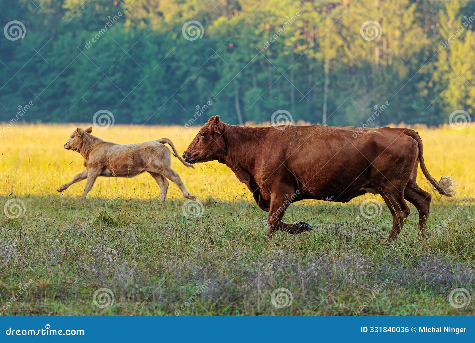 A Cow and Her Calf Running through the Pasture after the Herd Stock ...