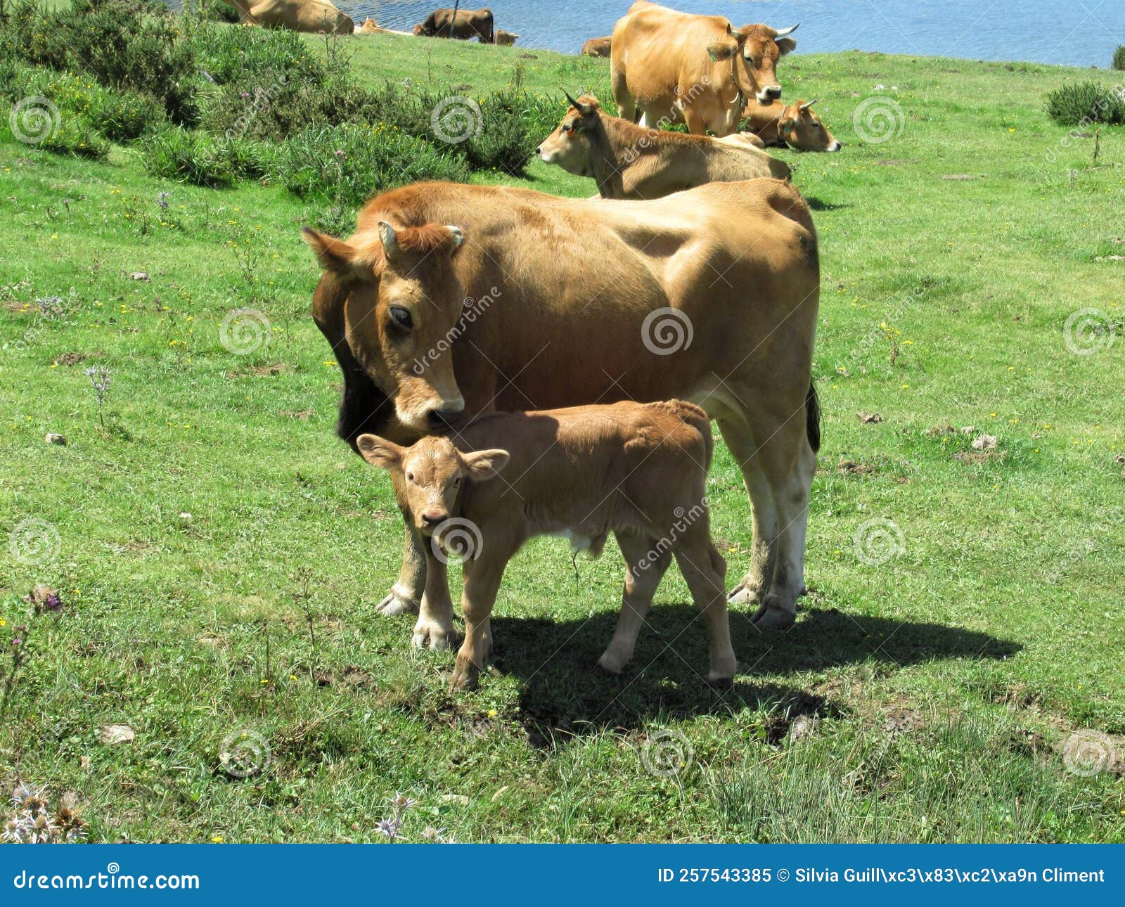 A cow with her calf stock image. Image of mammal, field - 257543385