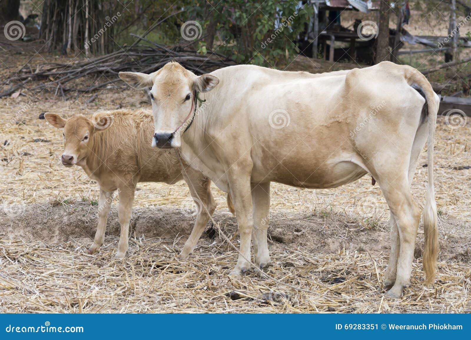 Cow and Her Kid Stand on Field Stock Image - Image of field, mother ...