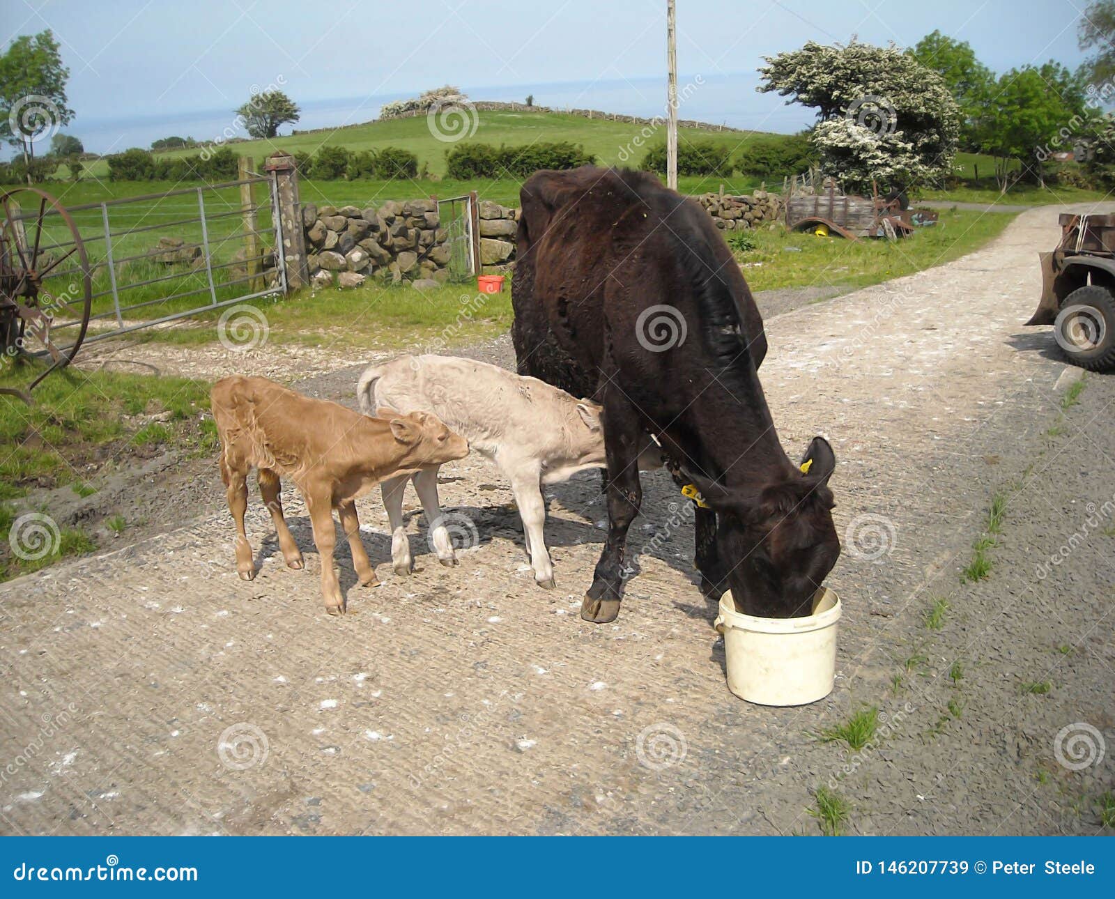 Cow with Her Newly Born Calf Stock Image - Image of farmers, devon ...