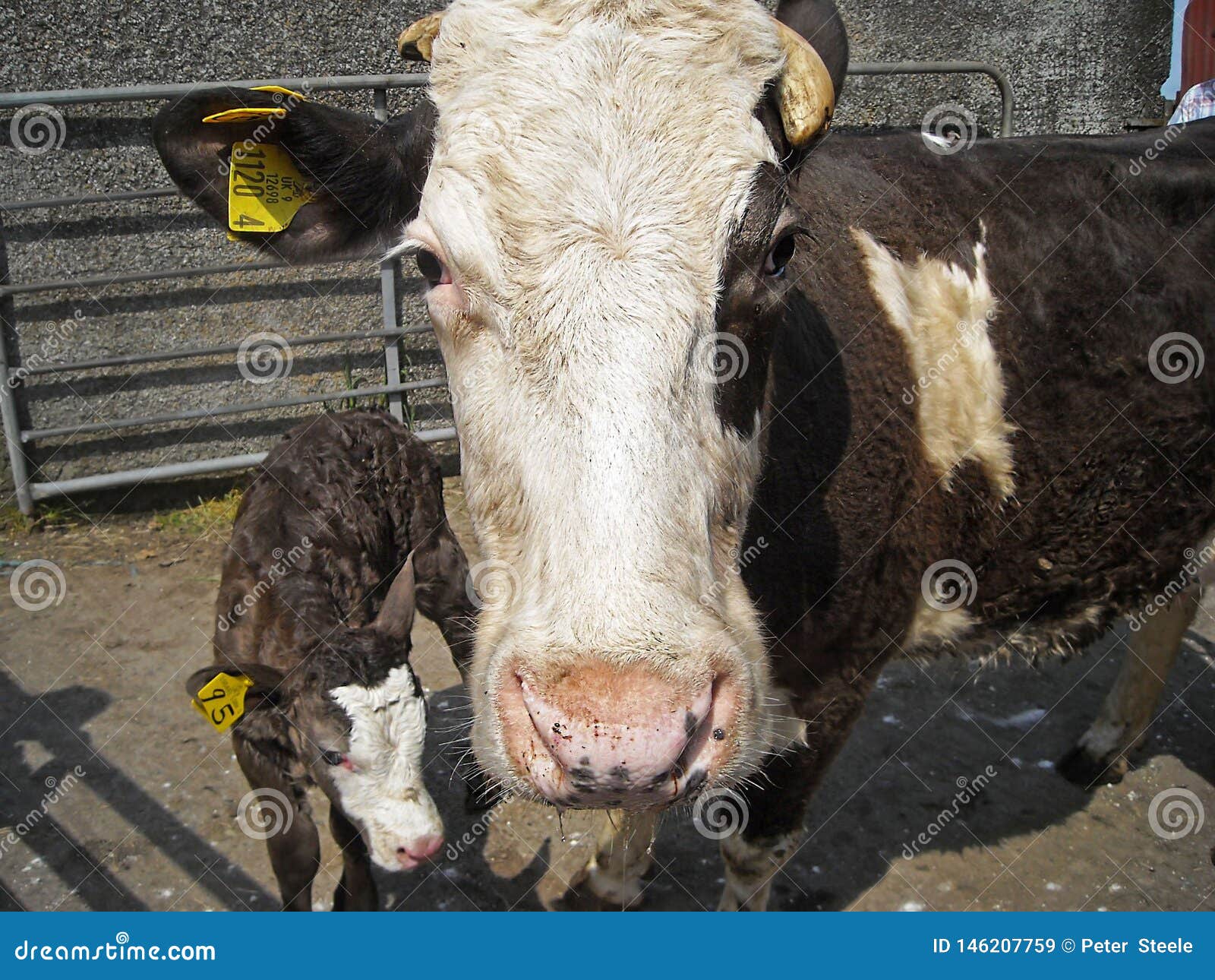 Cow with Her Newly Born Calf Editorial Stock Image - Image of highland ...