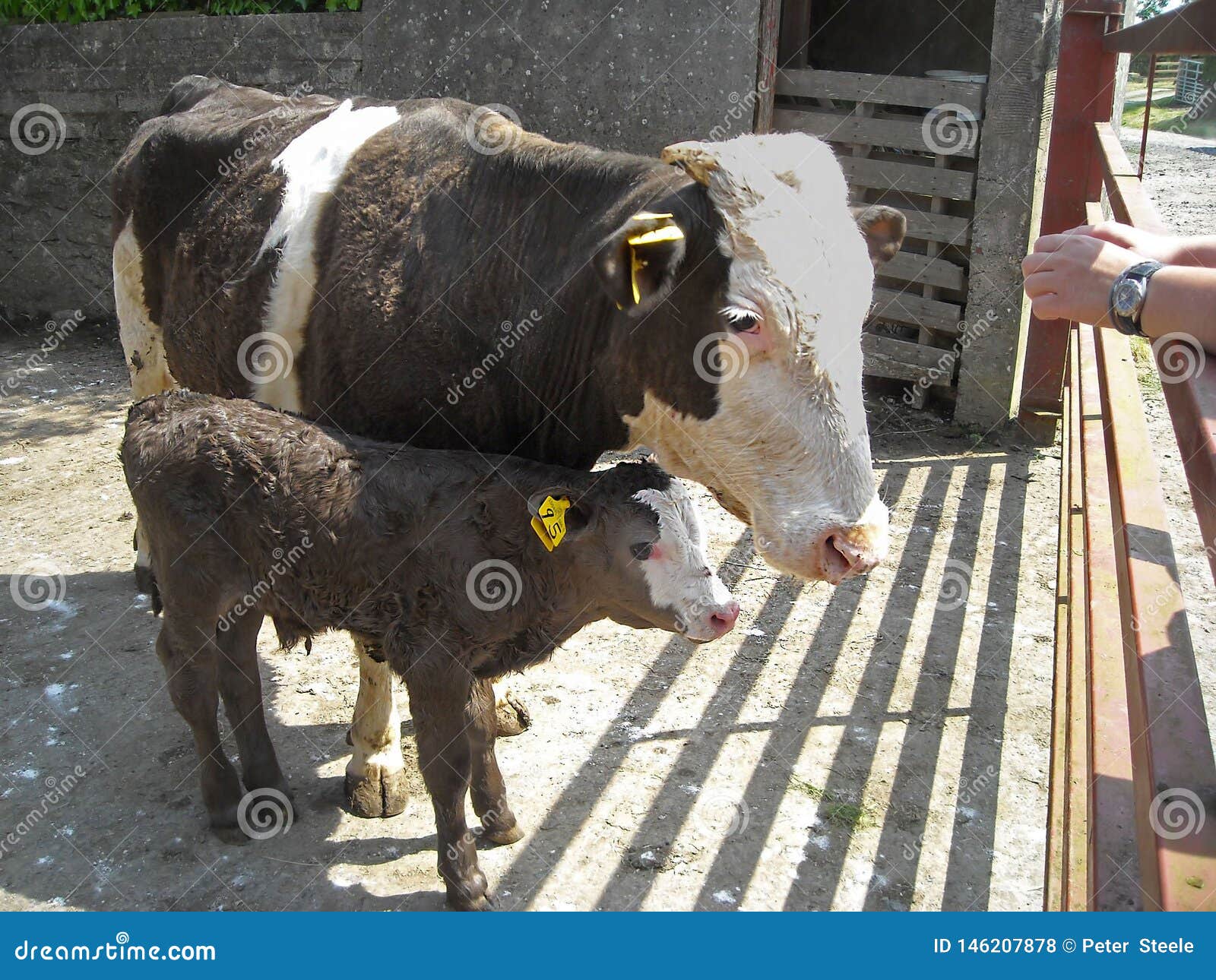 Cow with Her Newly Born Calf Editorial Stock Photo - Image of farmers ...