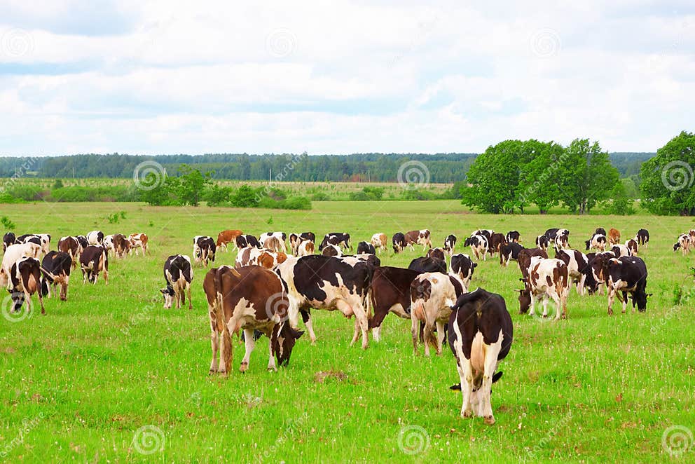 Cow herd stock photo. Image of colorful, cloud, beef - 14487128