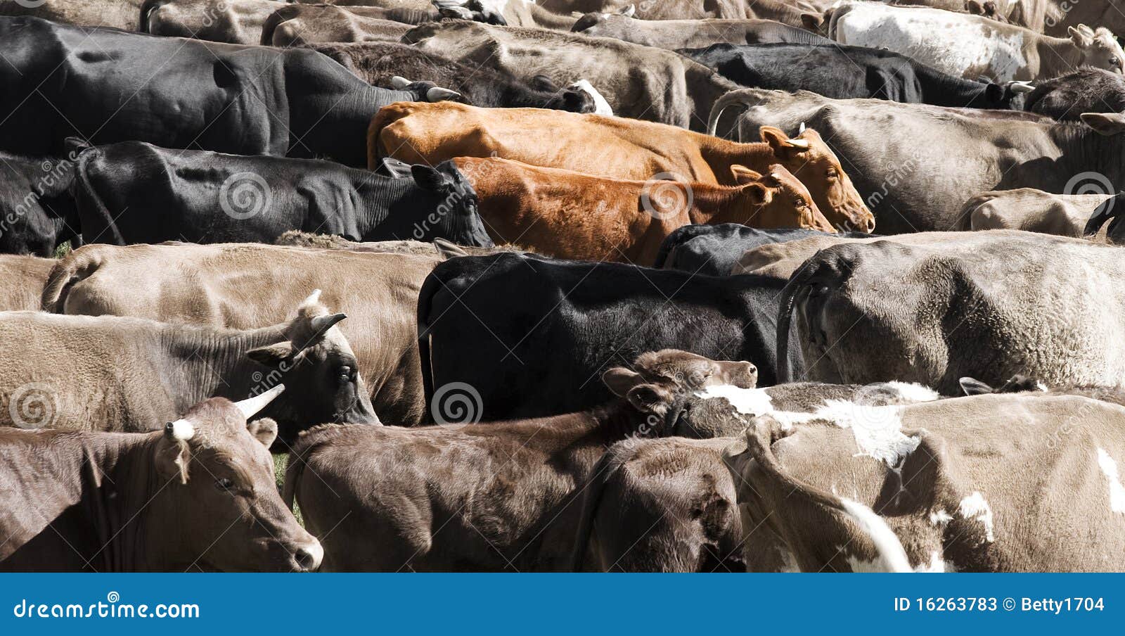 Cow herd stock image. Image of eating, agriculture, rural - 16263783