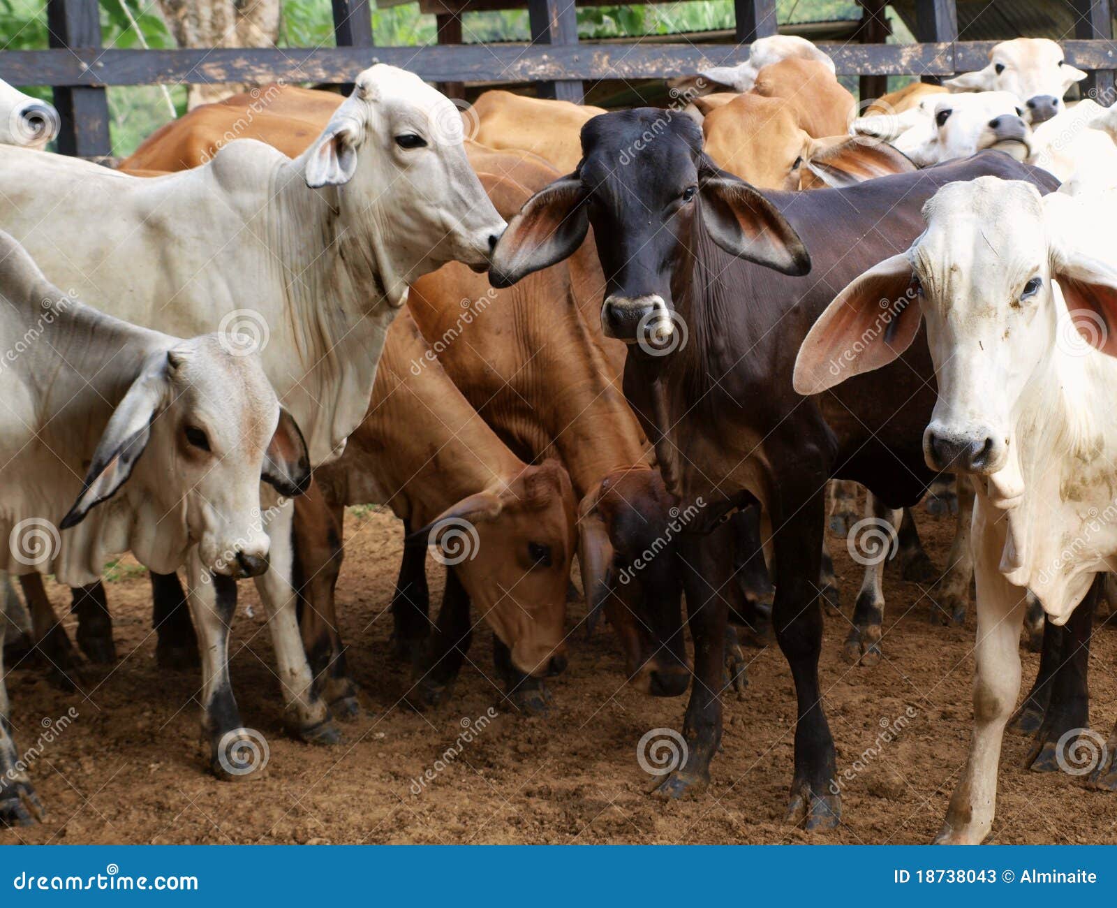 Cow Herd Stock Photos - Image: 18738043