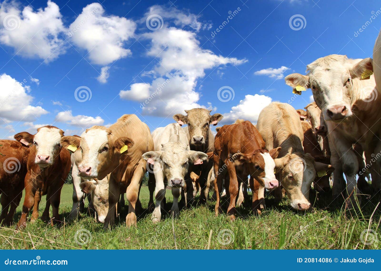 Cow herd stock photo. Image of black, animal, land, cattle - 20814086