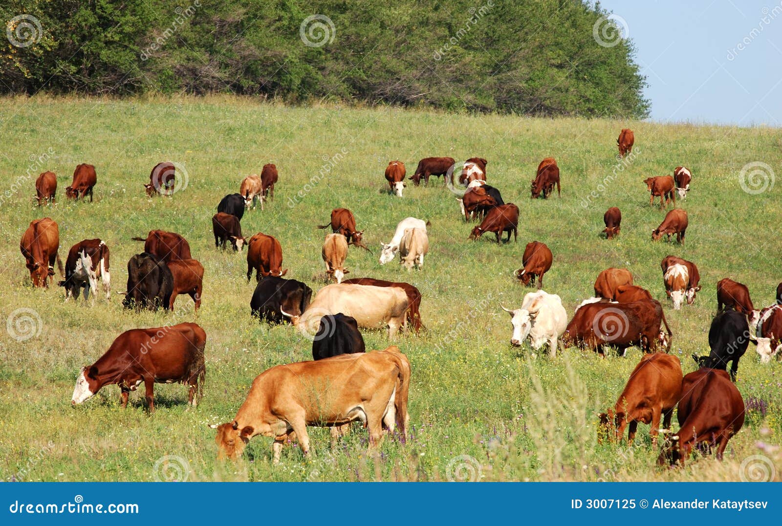 Cow herd stock image. Image of graas, lacteal, browse - 3007125