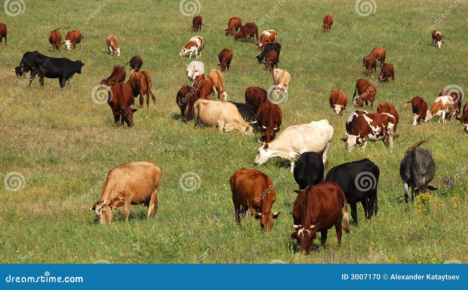 Cow herd stock photo. Image of cattle, beef, herd, drove - 3007170