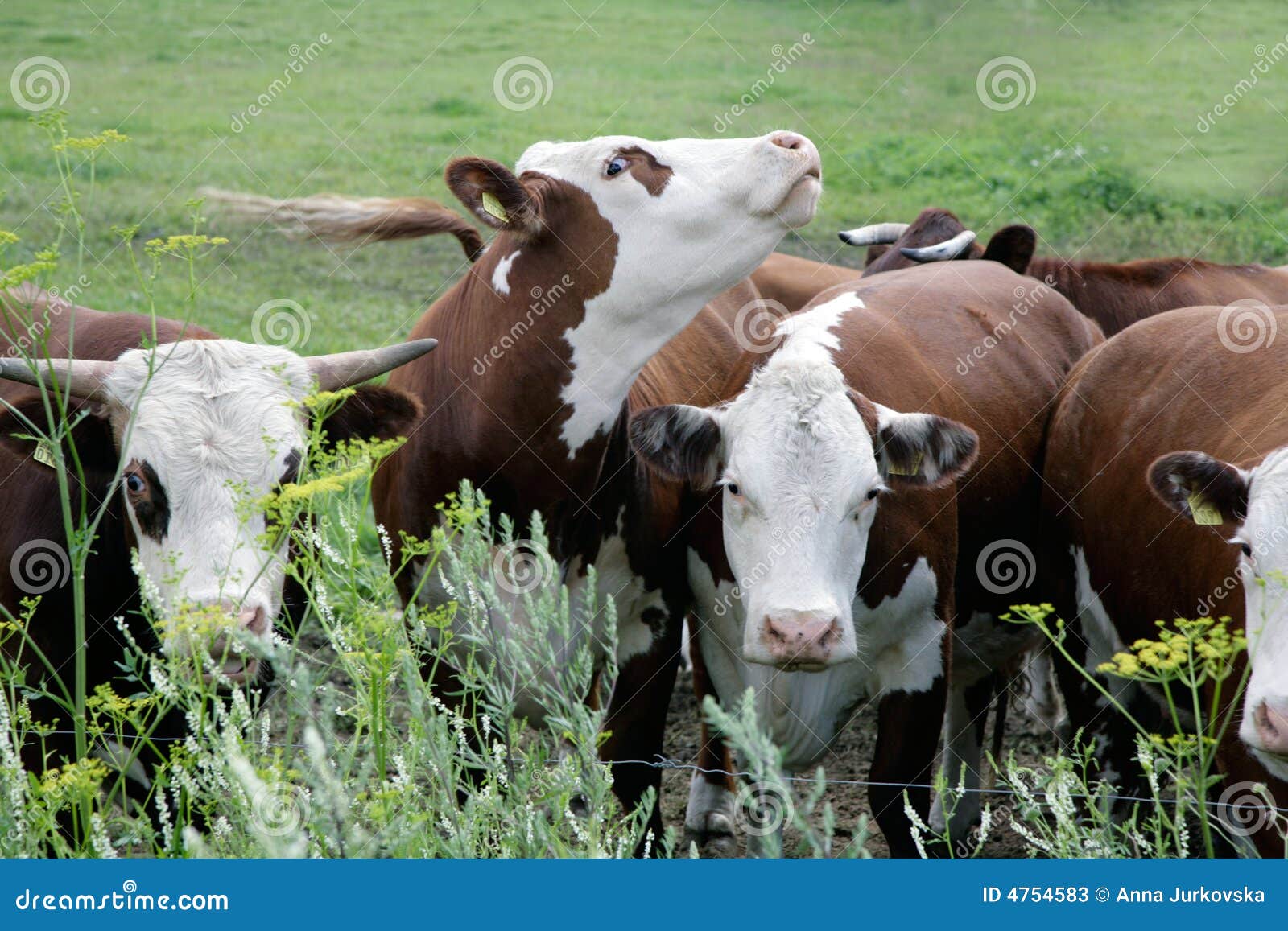 Cow herd stock image. Image of herd, brown, expression - 4754583