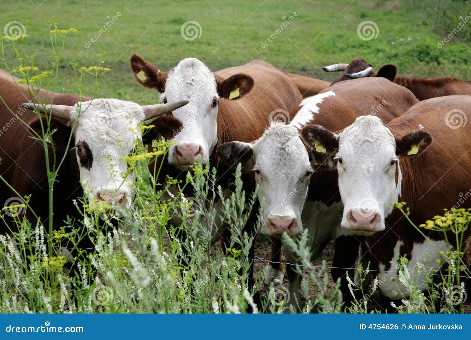 Cow herd stock photo. Image of brown, cheese, countryside - 4754626