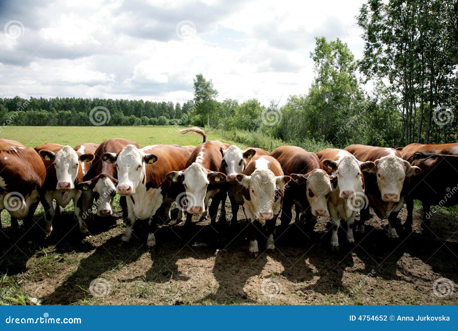 Cow herd stock photo. Image of cattle, cheese, farming - 4754652