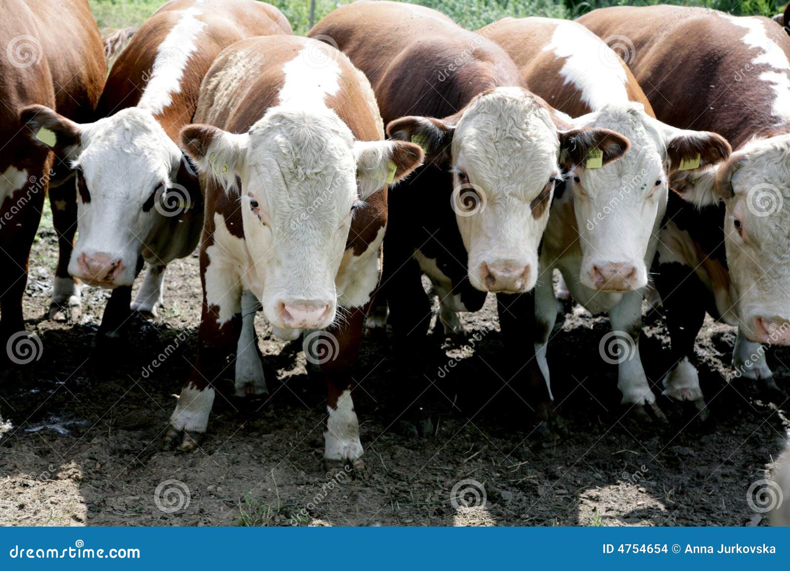 Cow herd stock photo. Image of farmland, live, fresh, dairy - 4754654