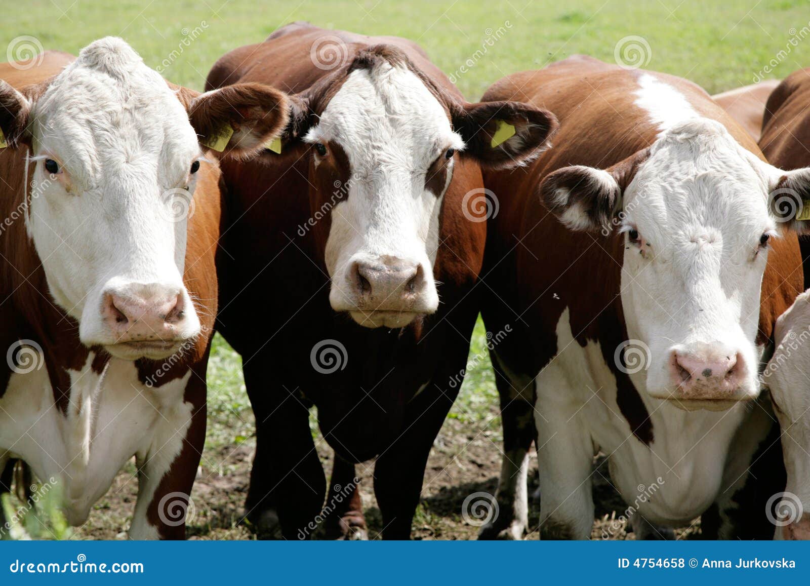 Cow herd stock photo. Image of green, livestock, land - 4754658