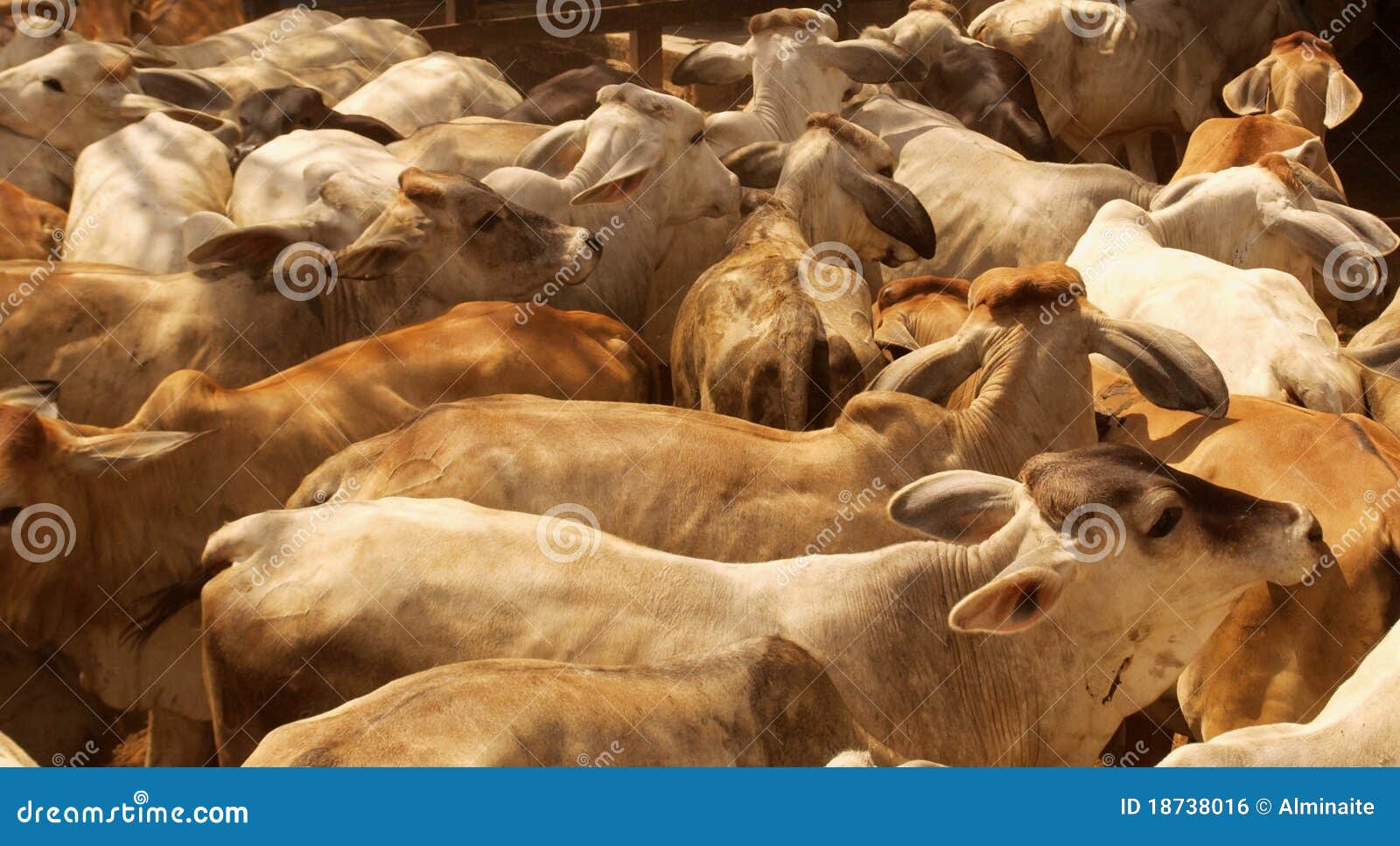 Cow herd background stock photo. Image of livestock, group - 18738016