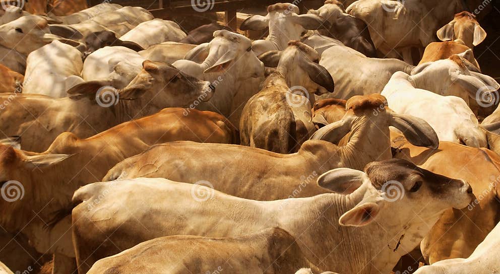 Cow herd background stock photo. Image of livestock, group - 18738016