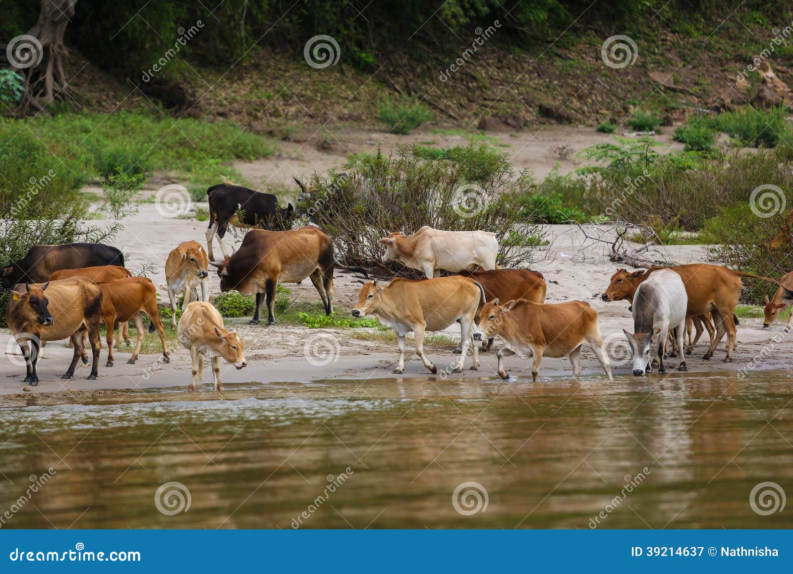 Cow1 stock image. Image of landscape, morning, beast - 39214637