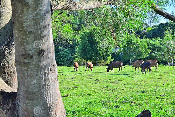 Cow Herd Ceat Grass Stock Image Image Of Herd Grass 258086481