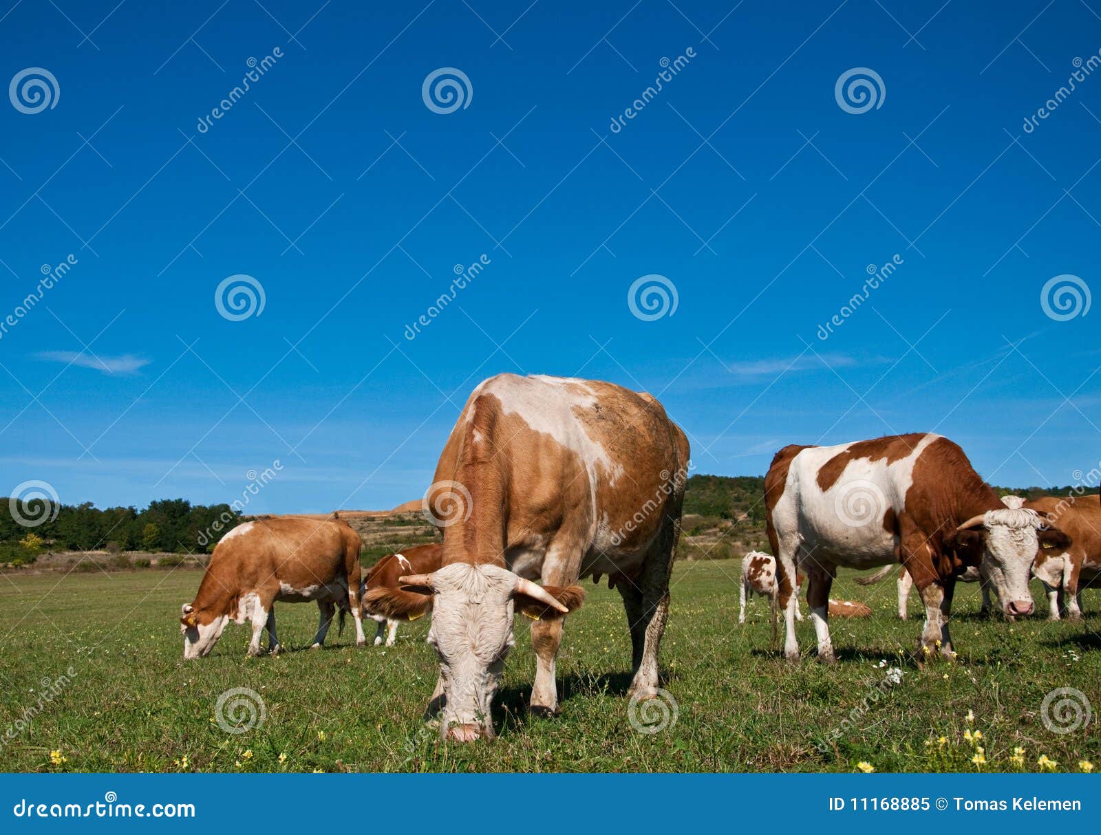 Cow Herd Grazing on Summer Field Stock Image - Image of grazing, horde ...