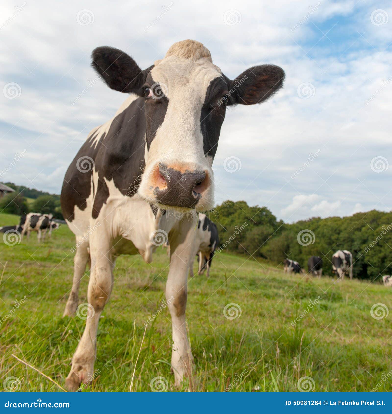 Cow herd in meadow stock photo. Image of field, mammals - 50981284