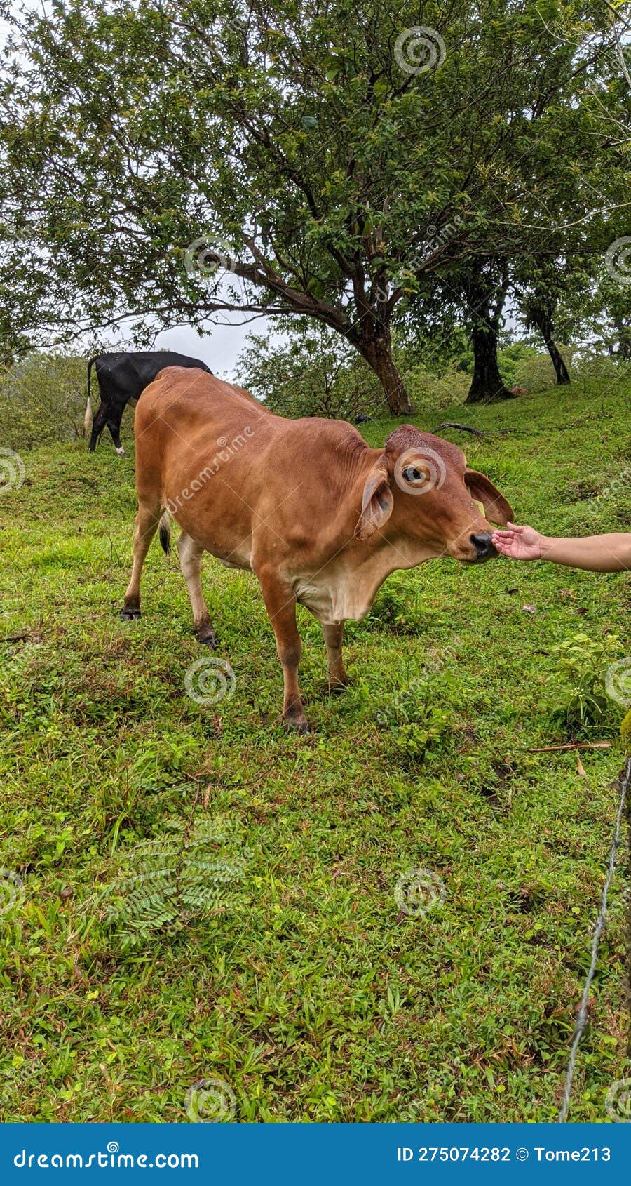 A Cow Herd in the Rainforest of Costa Rica Stock Photo - Image of ...