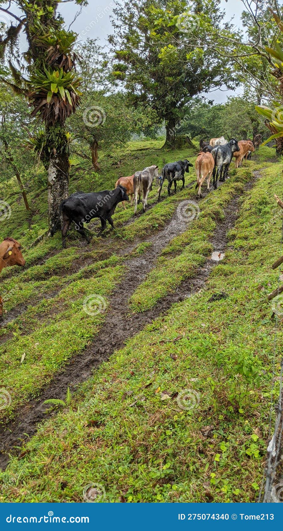 A Cow Herd in the Rainforest of Costa Rica Stock Photo - Image of ...