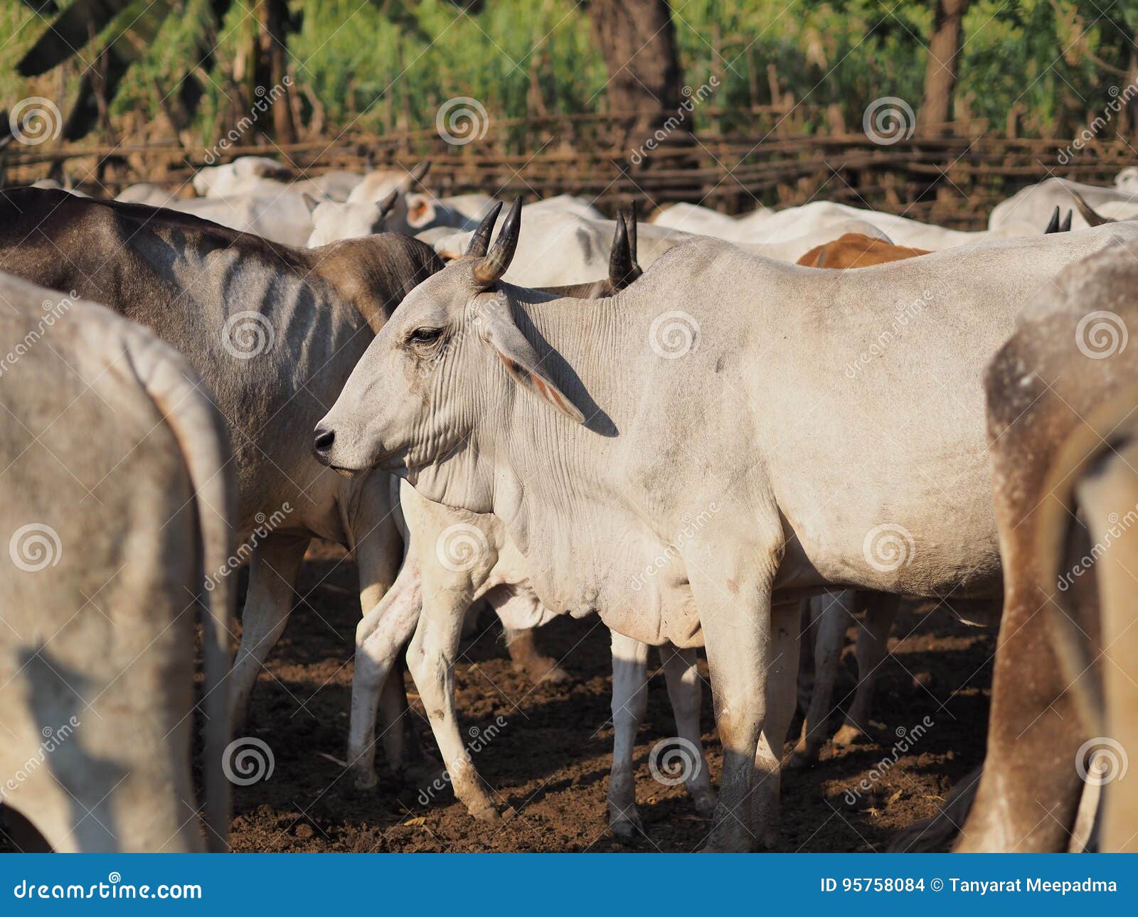 Cow herd stock photo. Image of face, mammal, farming - 95758084