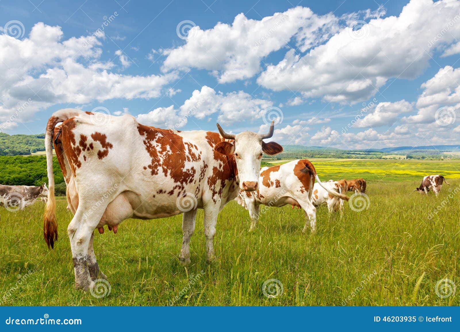 Cow herd on summer field stock image. Image of clouds - 46203935