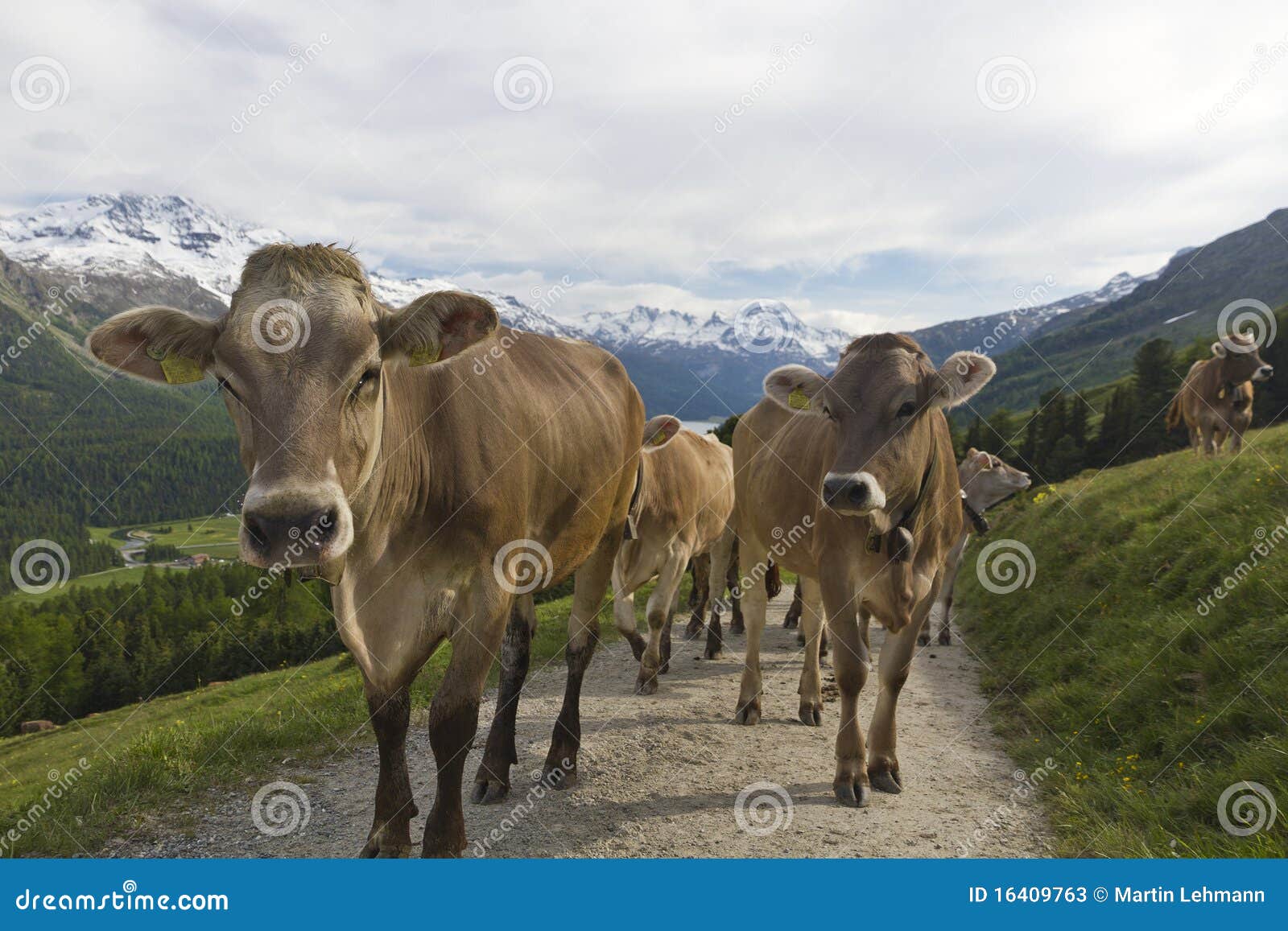 Cow Herd Trot Mountain Path Stock Image - Image of estate, field: 16409763