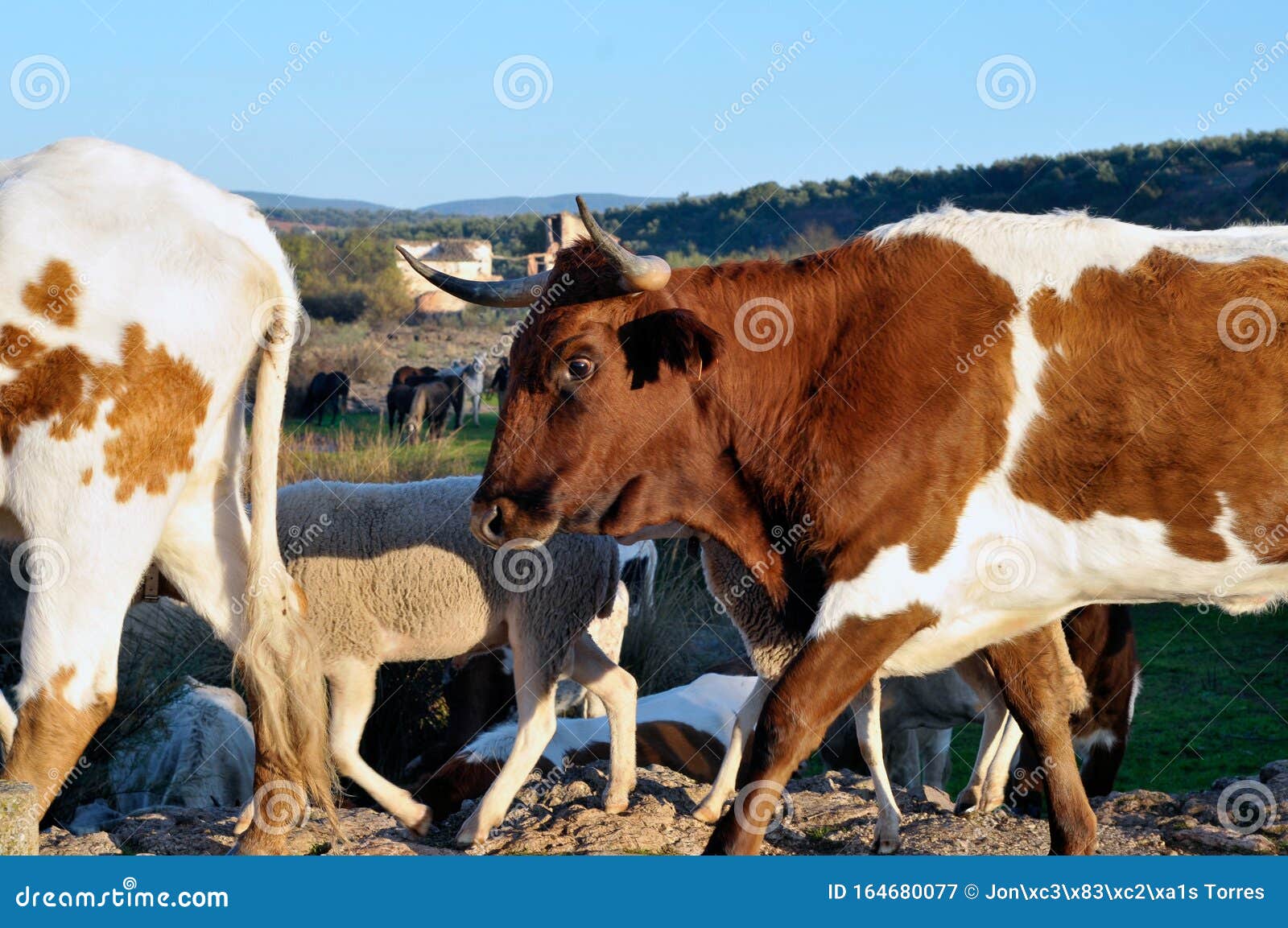 Cow with Horns Facing the Front Stock Image - Image of lamb, goats ...
