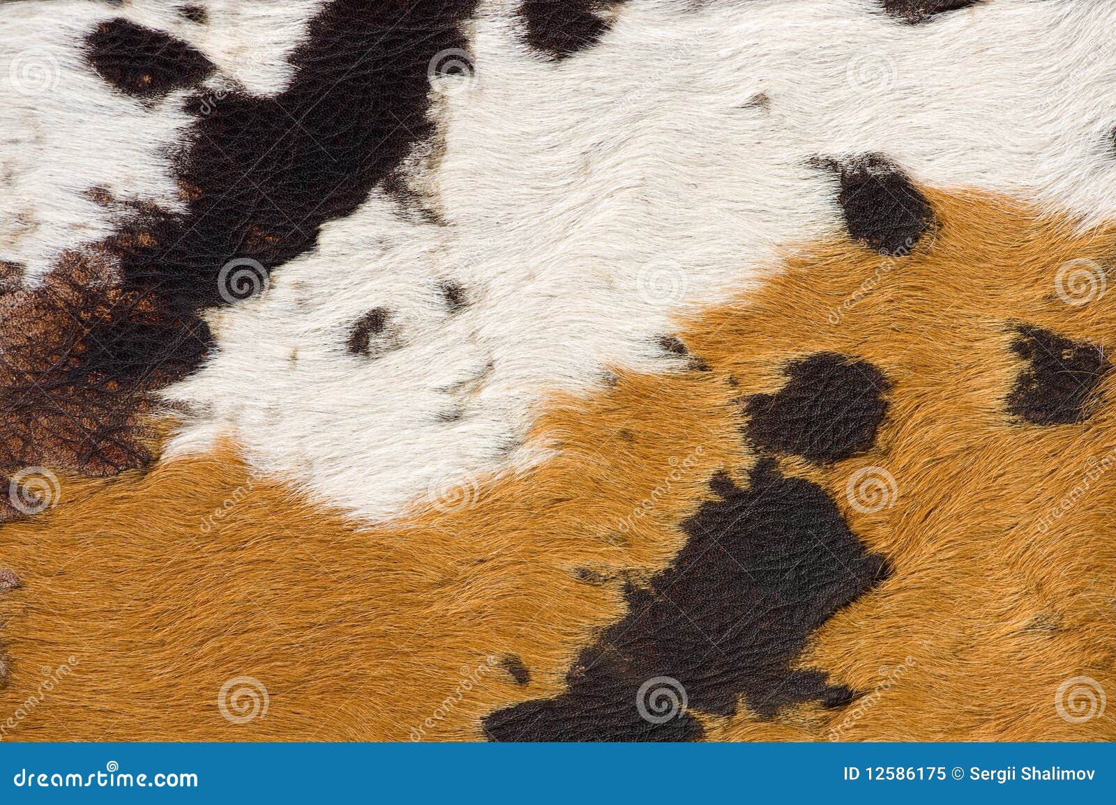 Cow-hide stock image. Image of black, skin, cowhide, closeup - 12586175
