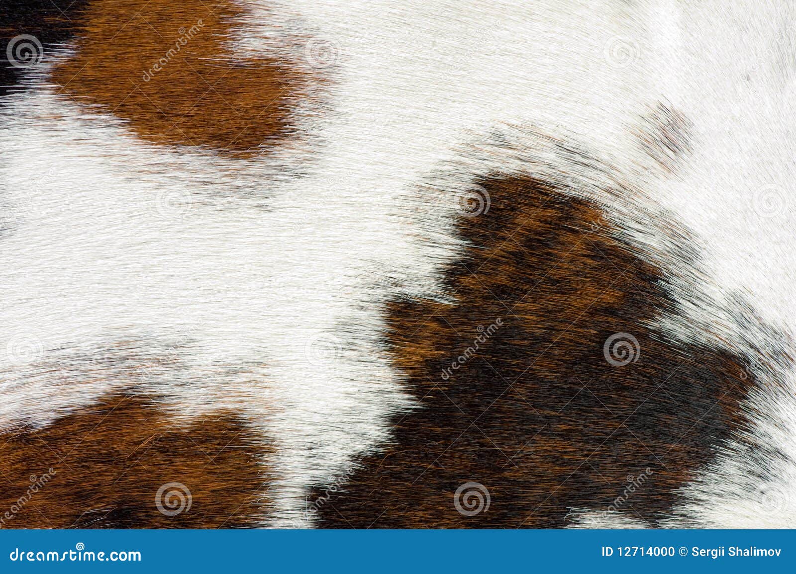 Cow-hide stock photo. Image of material, cowhide, skin - 12714000