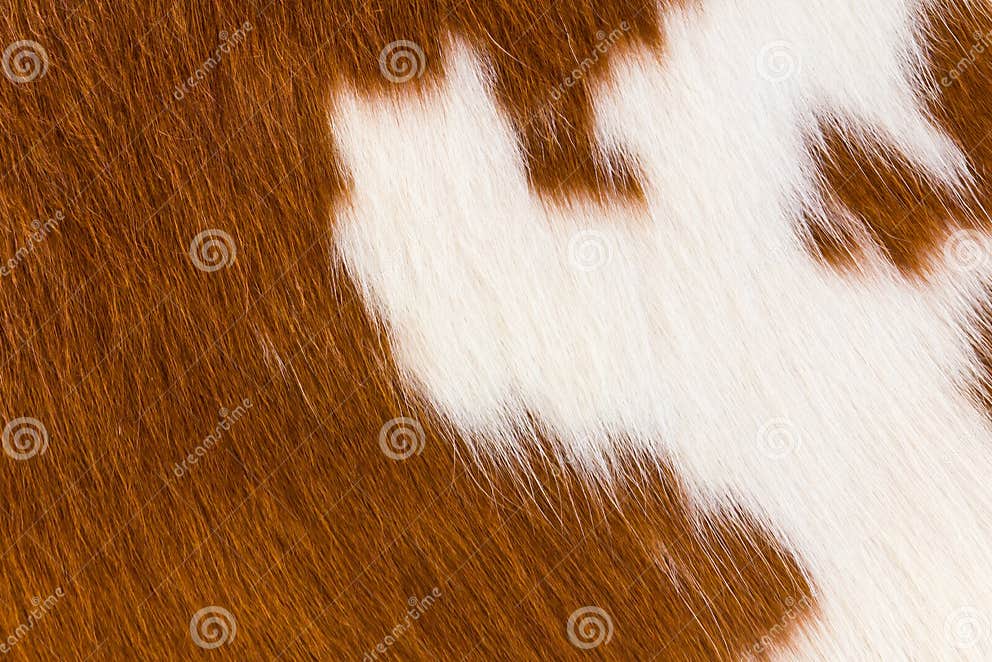 Cow-hide stock image. Image of rural, closeup, live, hide - 17789183