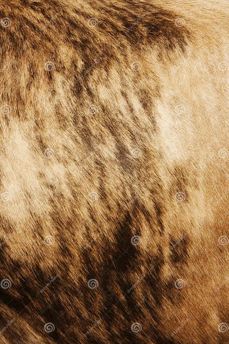 Cow hide stock photo. Image of cowhyde, straight, background - 3779956