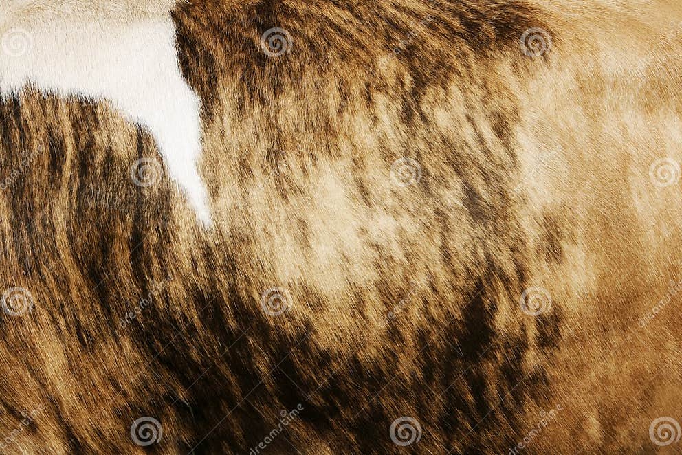 Cow hide stock image. Image of straight, skin, cowskin - 3780179