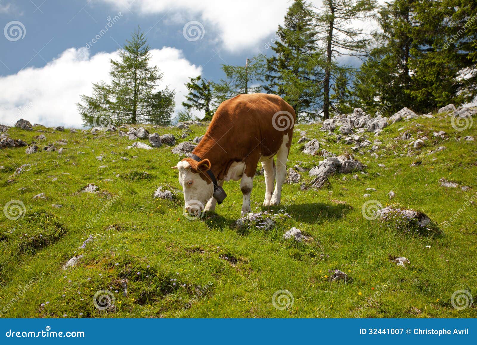 Cow stock image. Image of white, cattle, sisters, german - 32441007