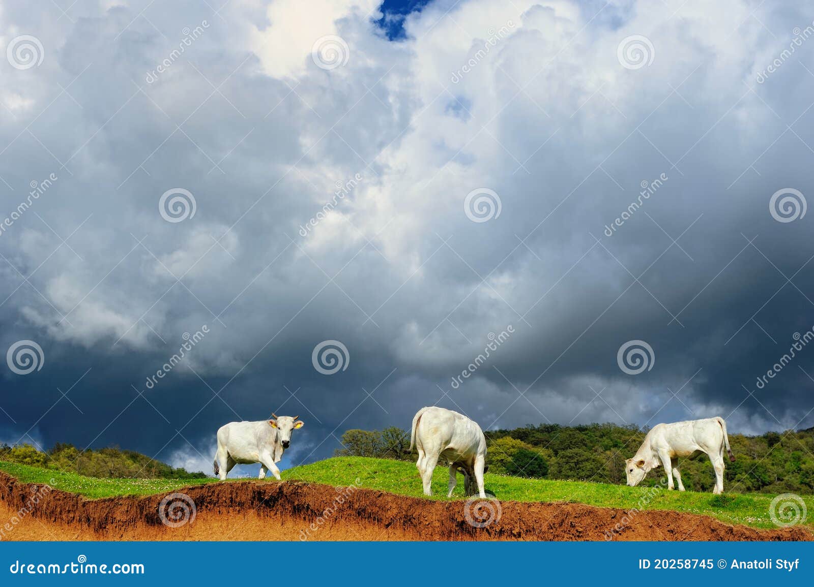 Cow on hill stock image. Image of grazing, environment - 20258745