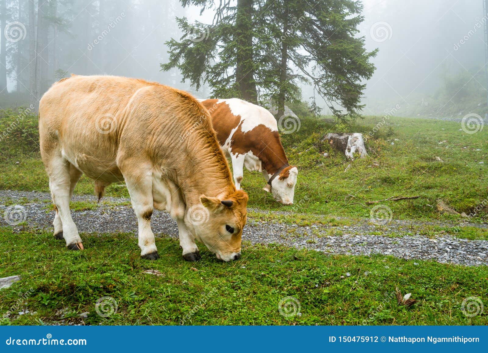 Cow on hill stock photo. Image of graze, mountains, grass - 150475912