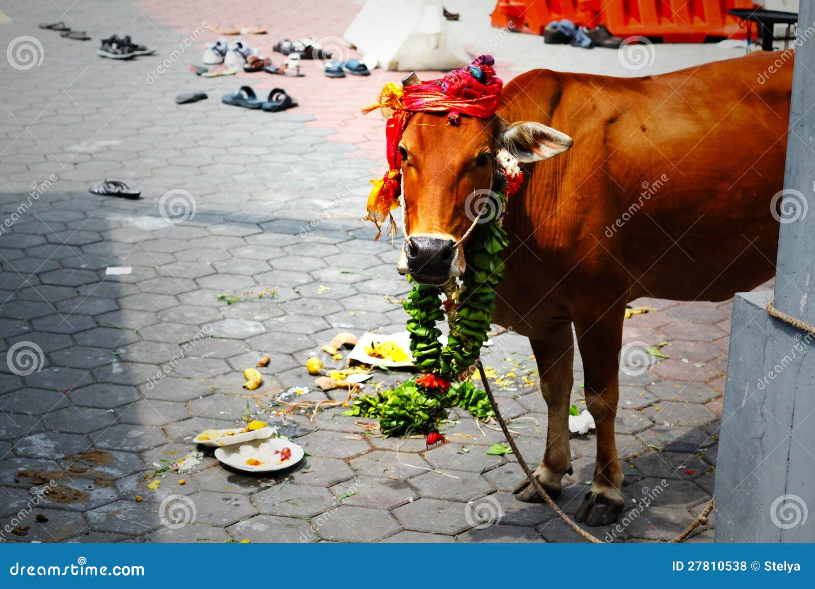 Cow at Hindu Party stock photo. Image of religious, malaysia - 27810538