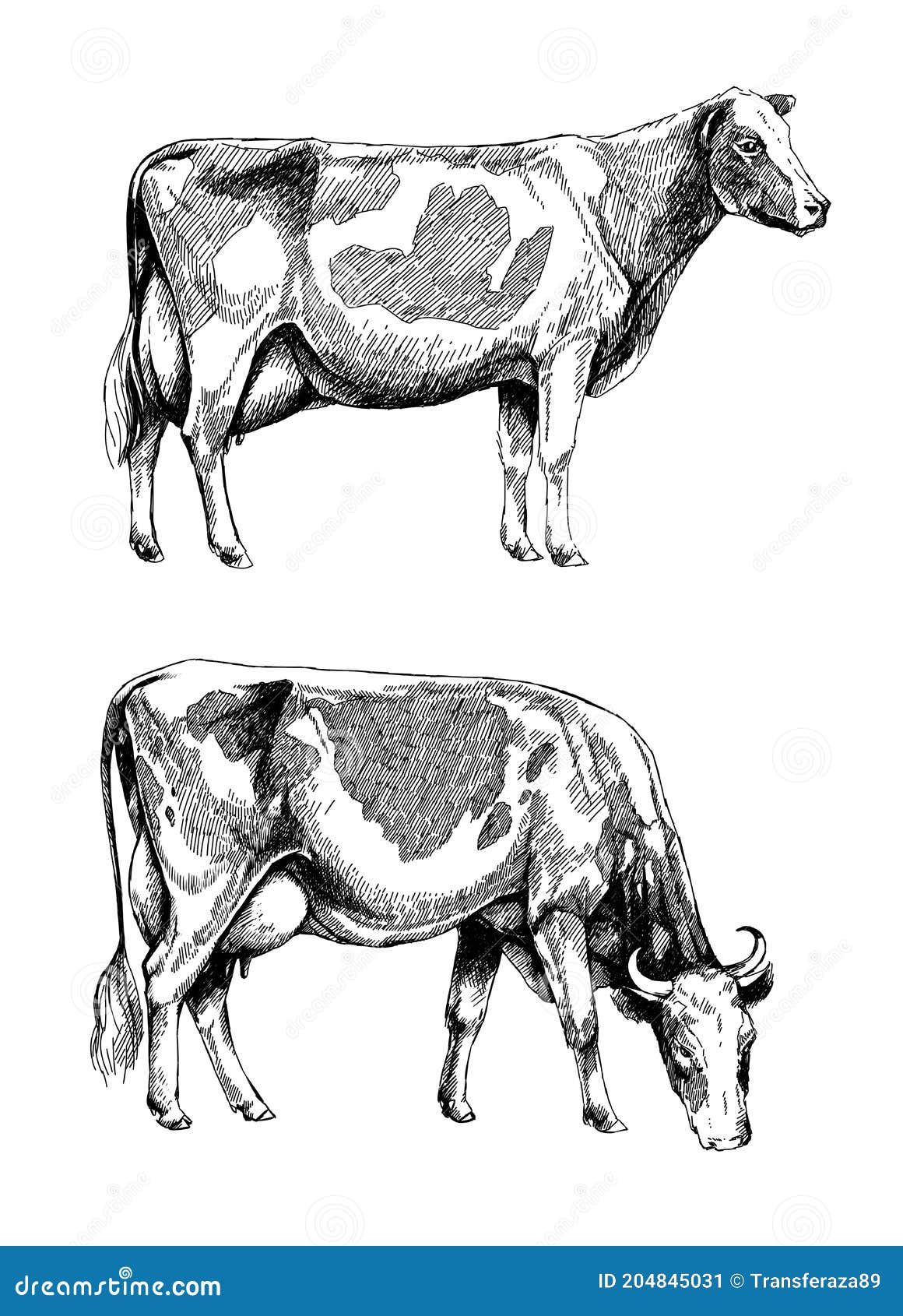 Holstein Breed, Graphic Illustration Royalty-Free Cartoon ...