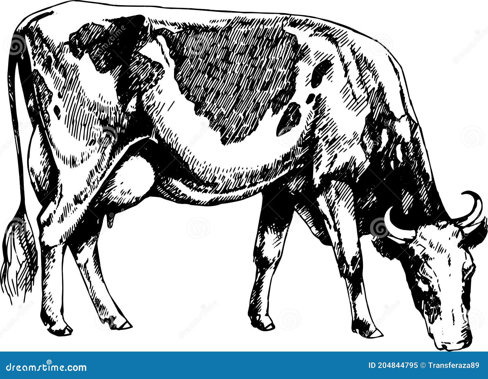 Holstein Breed, Graphic Illustration Royalty-Free Cartoon ...
