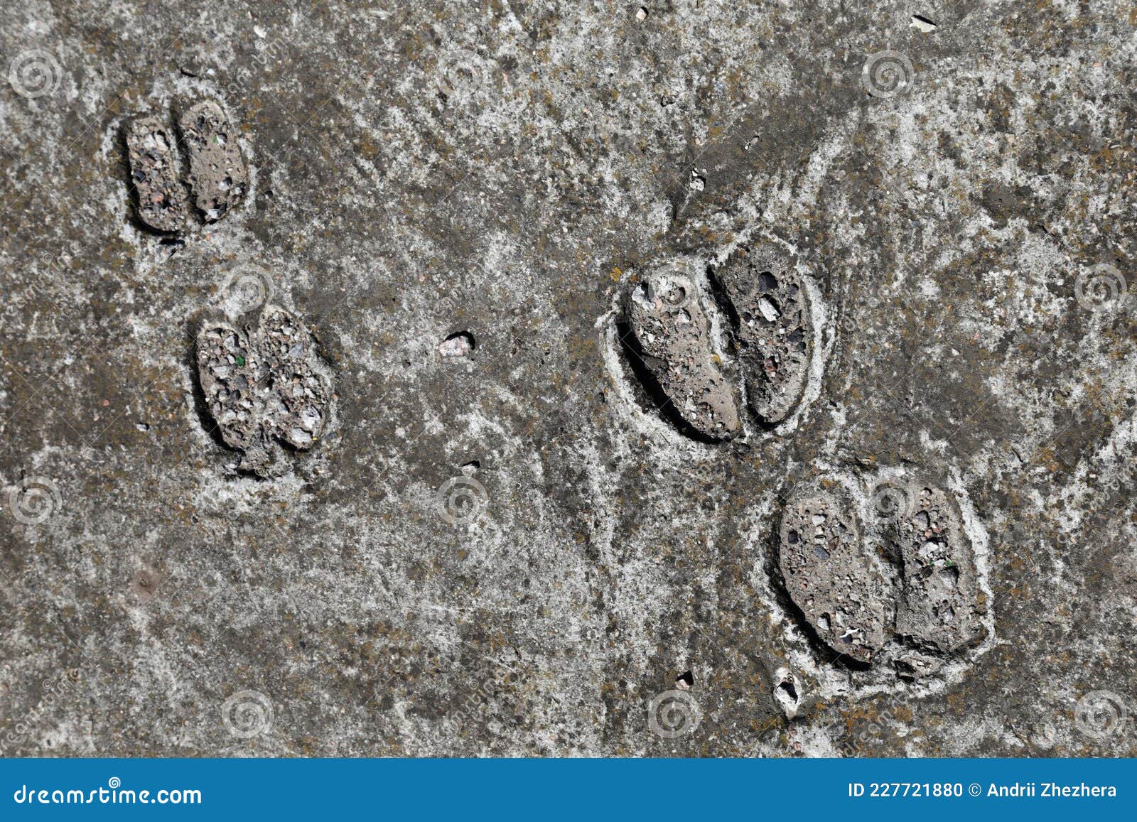 Cow Hoof Prints on Concrete Floor Stock Photo - Image of footstep ...