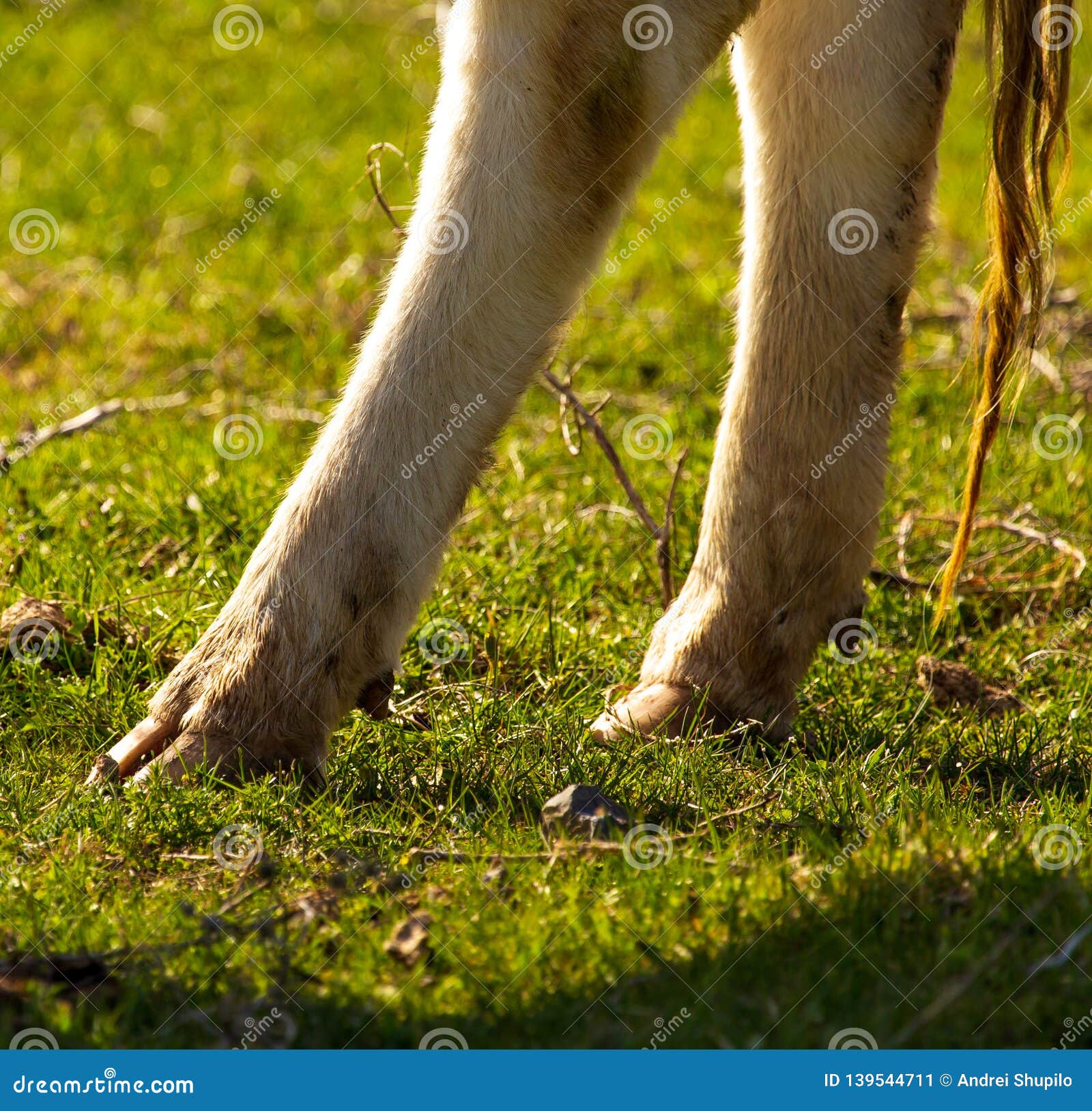 Cow Hooves on the Grass in Spring Stock Image - Image of field, milk ...