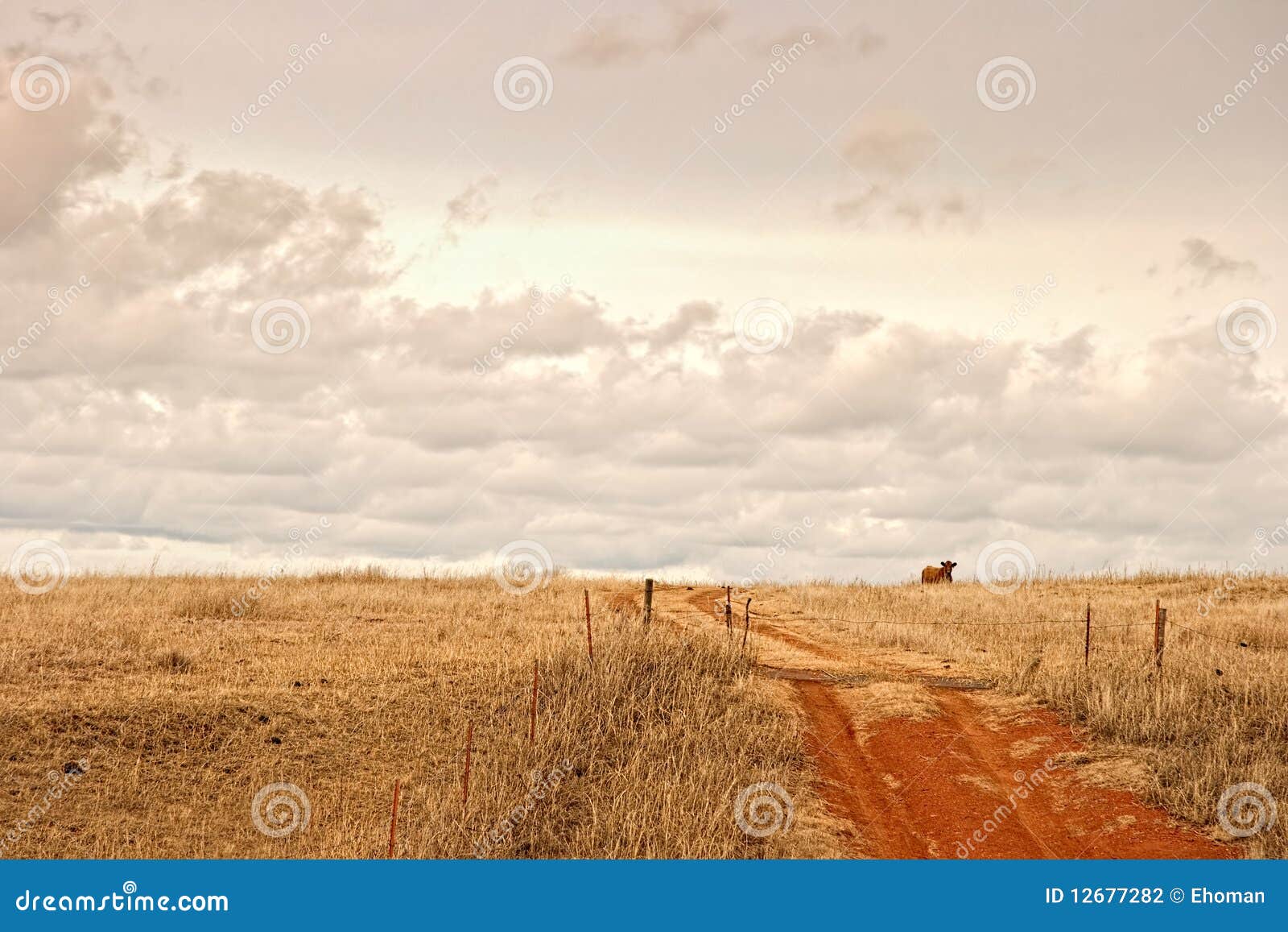 Cow on the Horizon stock photo. Image of pasture, nature - 12677282
