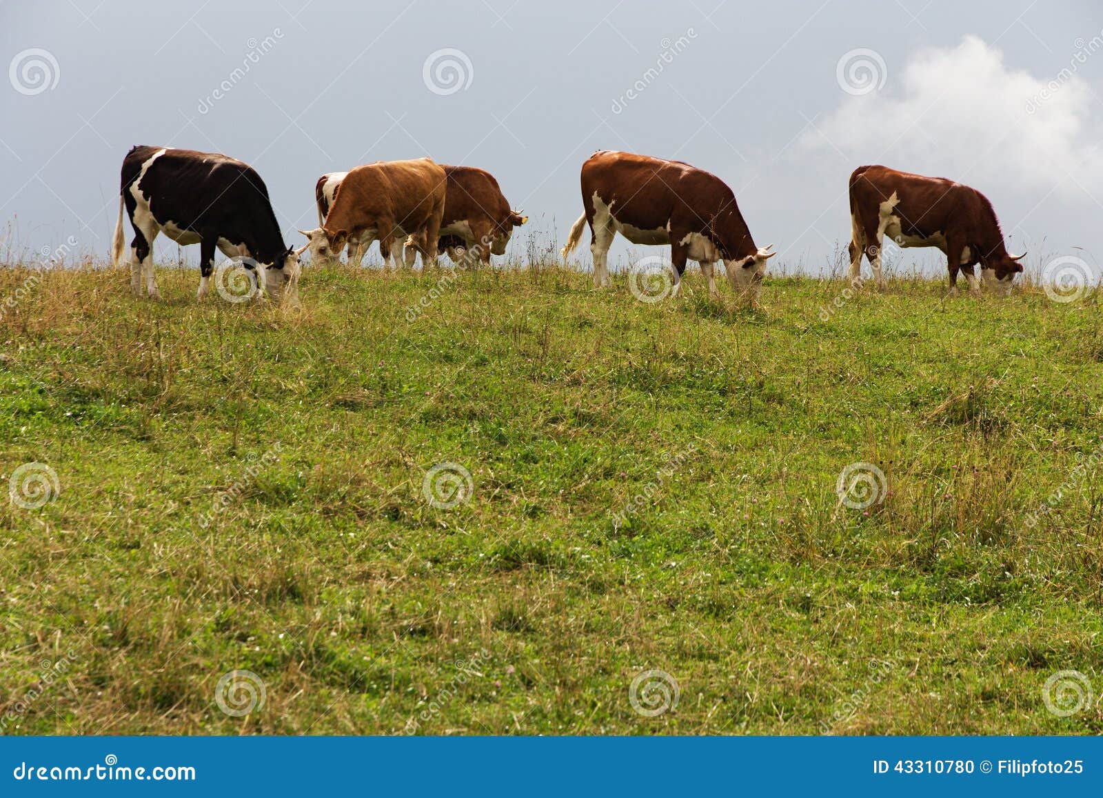 Cow horizon stock photo. Image of space, mammals, copy - 43310780