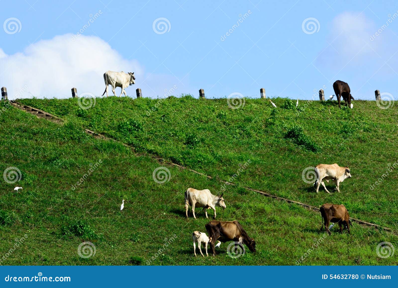 Cow horizon stock photo. Image of space, watching, farm - 54632780