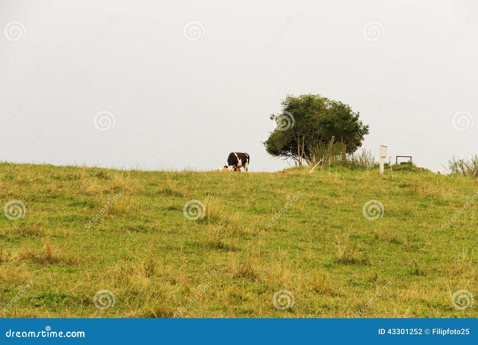 Cow horizon stock photo. Image of land, space, landscape - 43301252